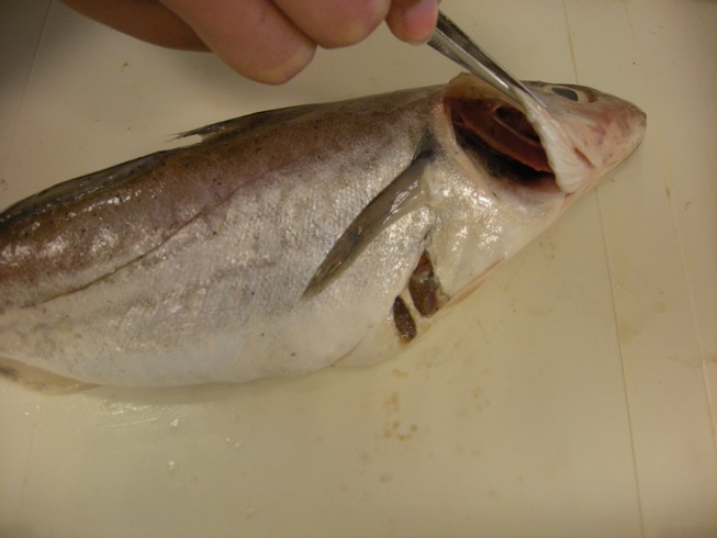 Prélèvement et observation d'une branchie de poisson - Site de SVT ...